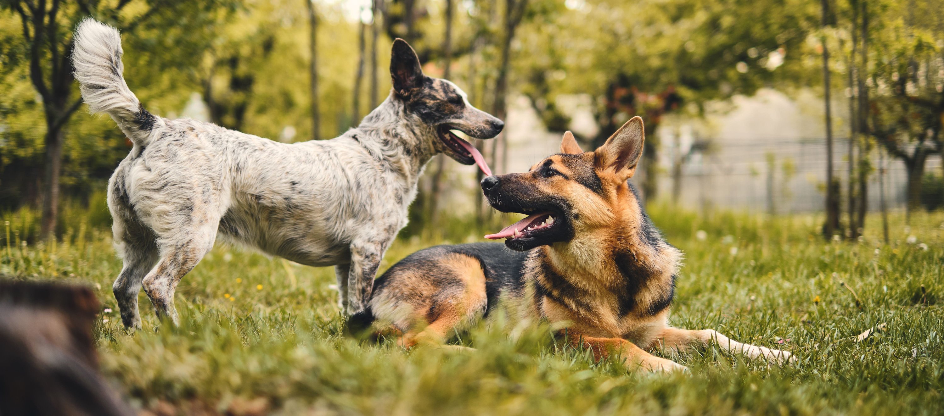 Understanding your dog's emotions