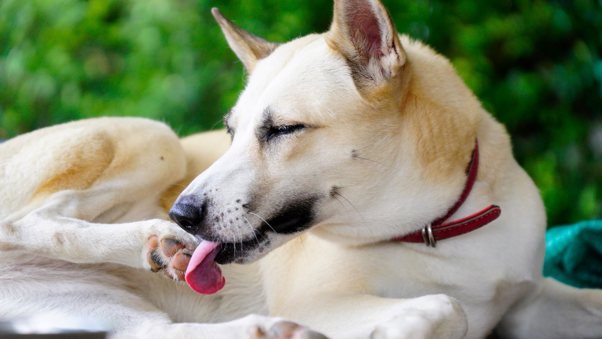 Understanding atopy and atopic dermatitis in dogs: A comprehensive guide