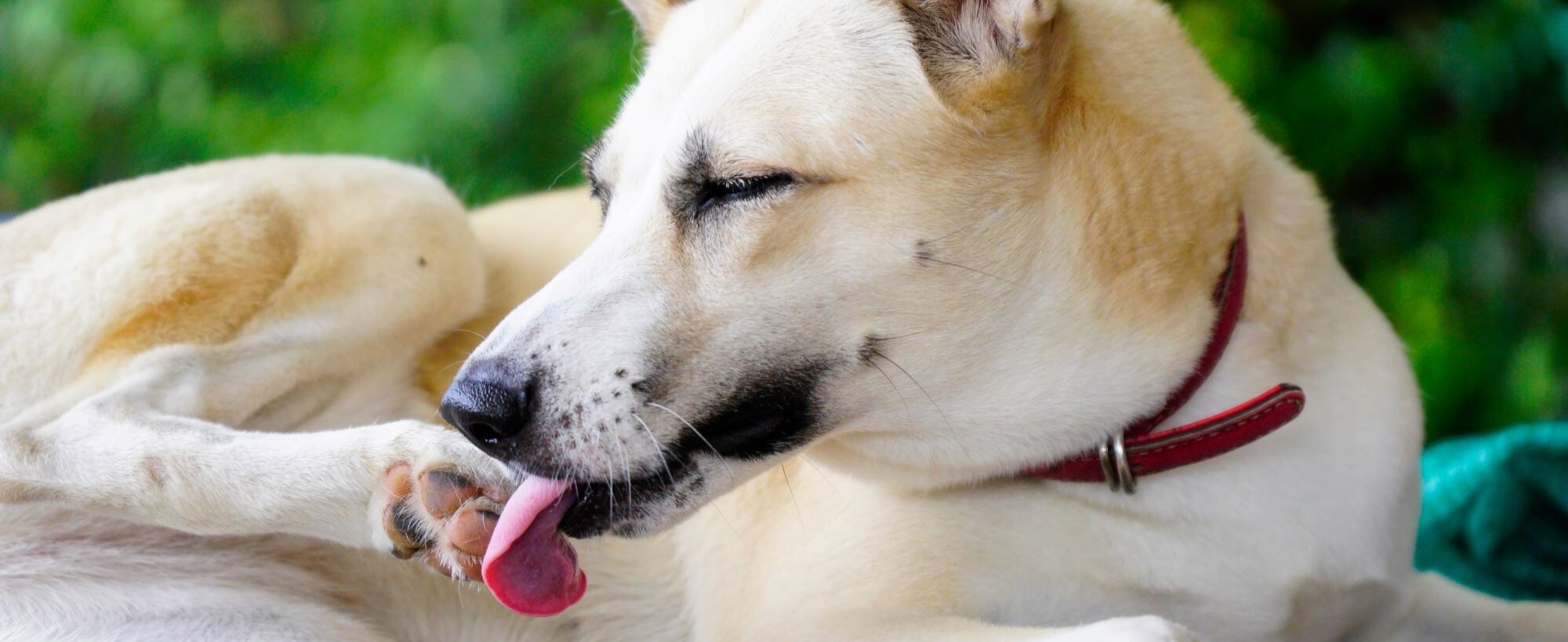 Comprendre l'atopie et la dermatite atopique chez les chiens : un guide ...